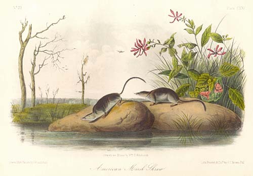 Rodentia, or, A Parable for Our Times | Kitty Calash